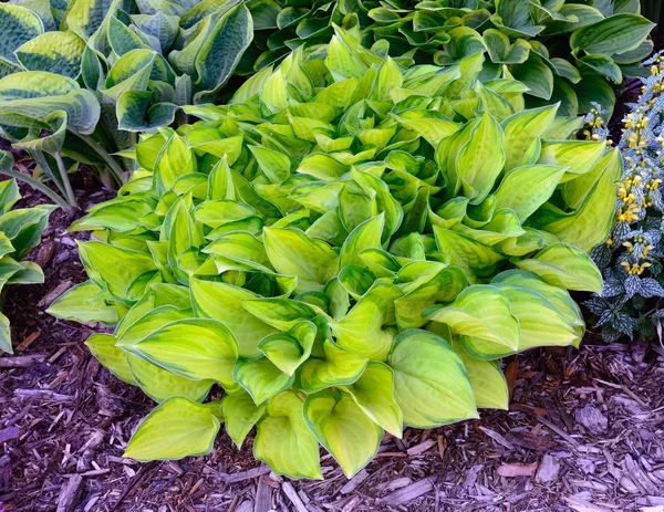 Hosta plants Stock Photos, Royalty Free Hosta plants Images | Depositphotos