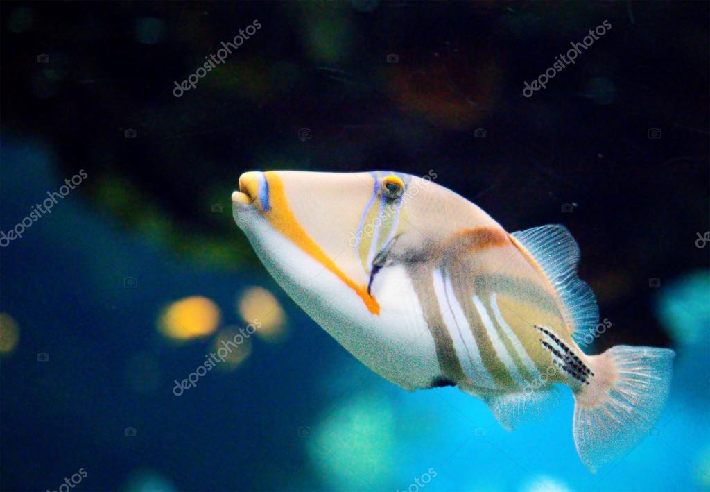 Pez tigre Picasso — Foto de stock © michaelpuche #62703965