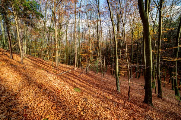 Autmn Stock Photos, Royalty Free Autmn Images | Depositphotos®