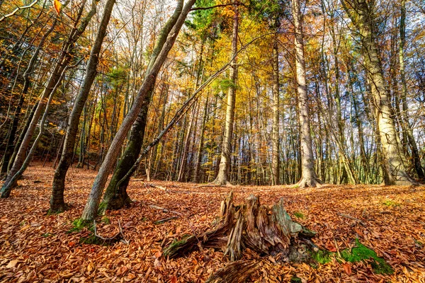 Tree autmn Stock Photos, Royalty Free Tree autmn Images | Depositphotos®