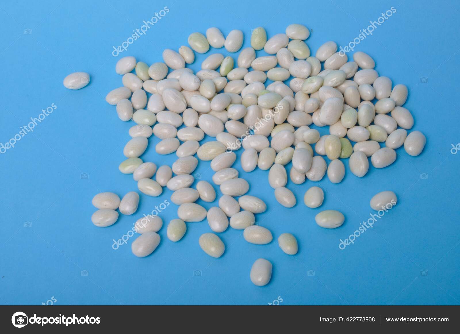 Coco Paimpolais Bean Blue Background — Stock Photo © BZH2224 #422773908