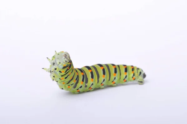 Fake caterpillar Stock Photos, Royalty Free Fake caterpillar Images ...