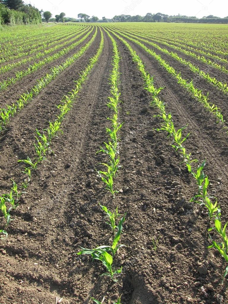 Corn field in Spring Stock Photo by ©BZH2224 58644721