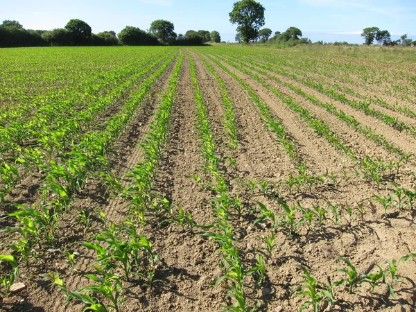 Corn field in Spring Stock Photo by ©BZH2224 58644721
