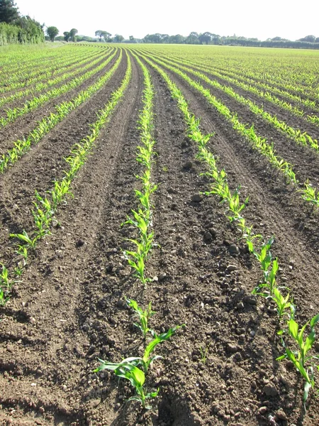 Corn field in Spring Stock Photo by ©BZH2224 58644721