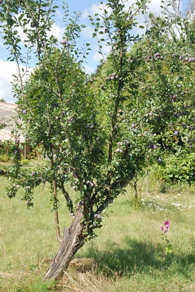 Plum tree Stock Photos, Royalty Free Plum tree Images | Depositphotos