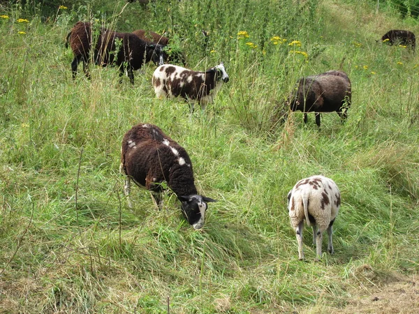 Bad grazing Stock Photos, Royalty Free Bad grazing Images | Depositphotos