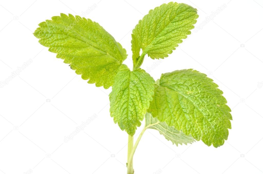 Lemon Balm Melissa Officinalis Labiatae