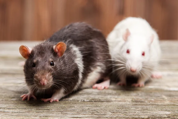Pet rat — Stock Photo © gdolgikh #86655534