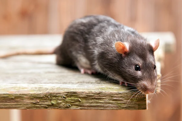 Pet rat — Stock Photo © gdolgikh #86655534