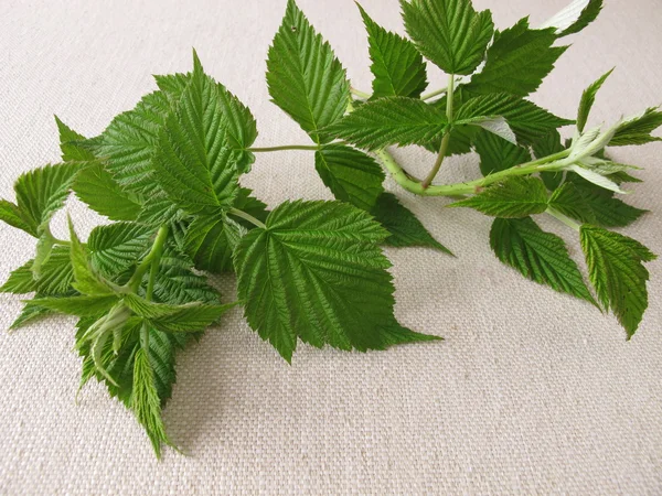 Raspberry leaves Stock Photos, Royalty Free Raspberry leaves Images ...