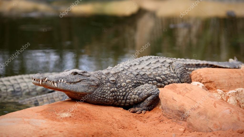 Cocodrilo del Nilo, cocodrilo niloticus 2023