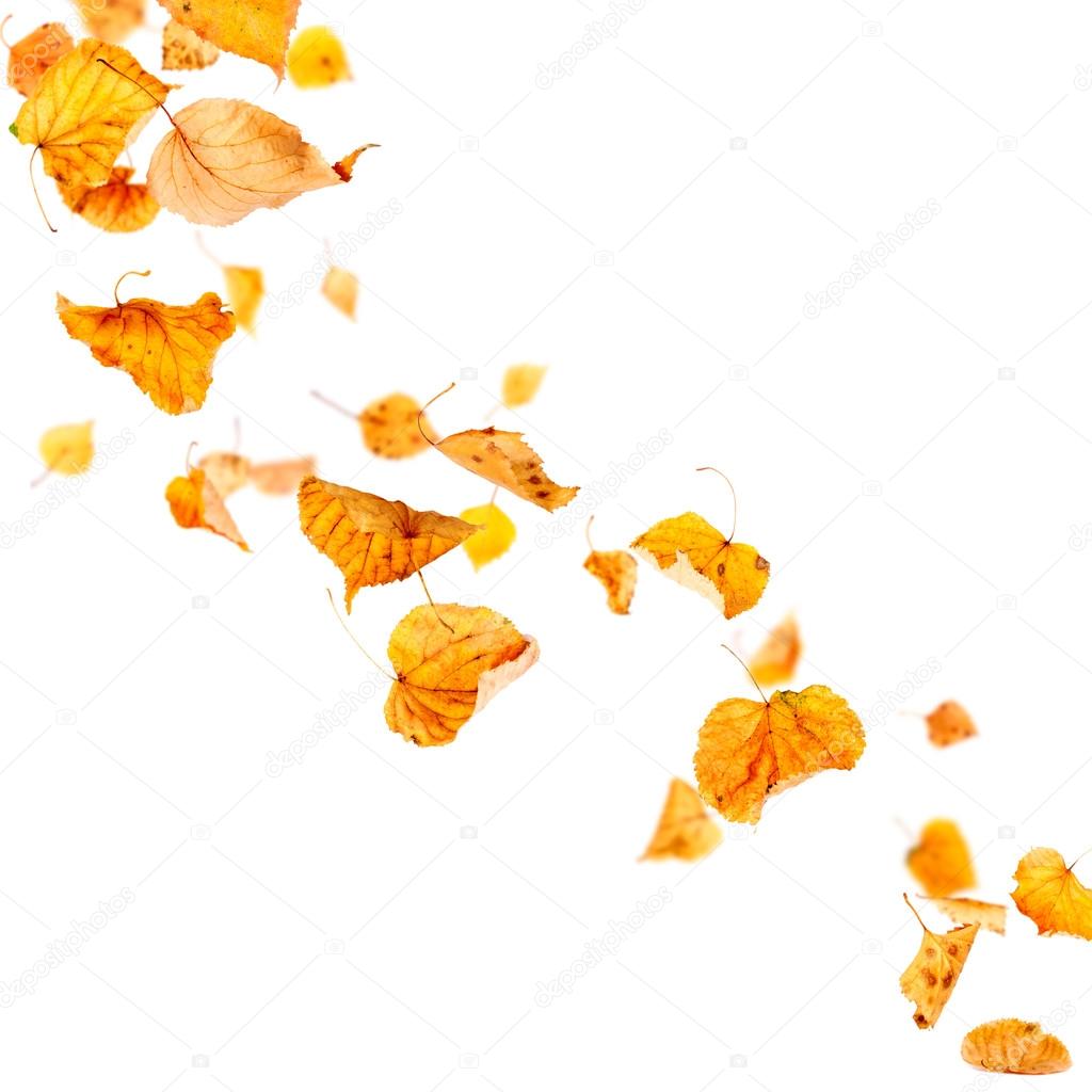 Falling and Spinning Autumn Leaves Stock Photo by ©dibrova 121377104