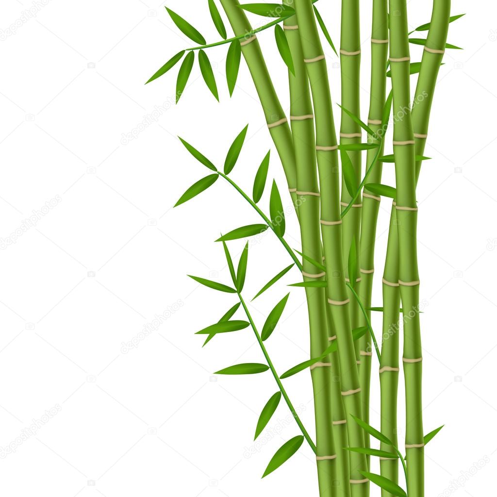 Bamboo vector illustration Stock Vector by ©dibrova 77756140