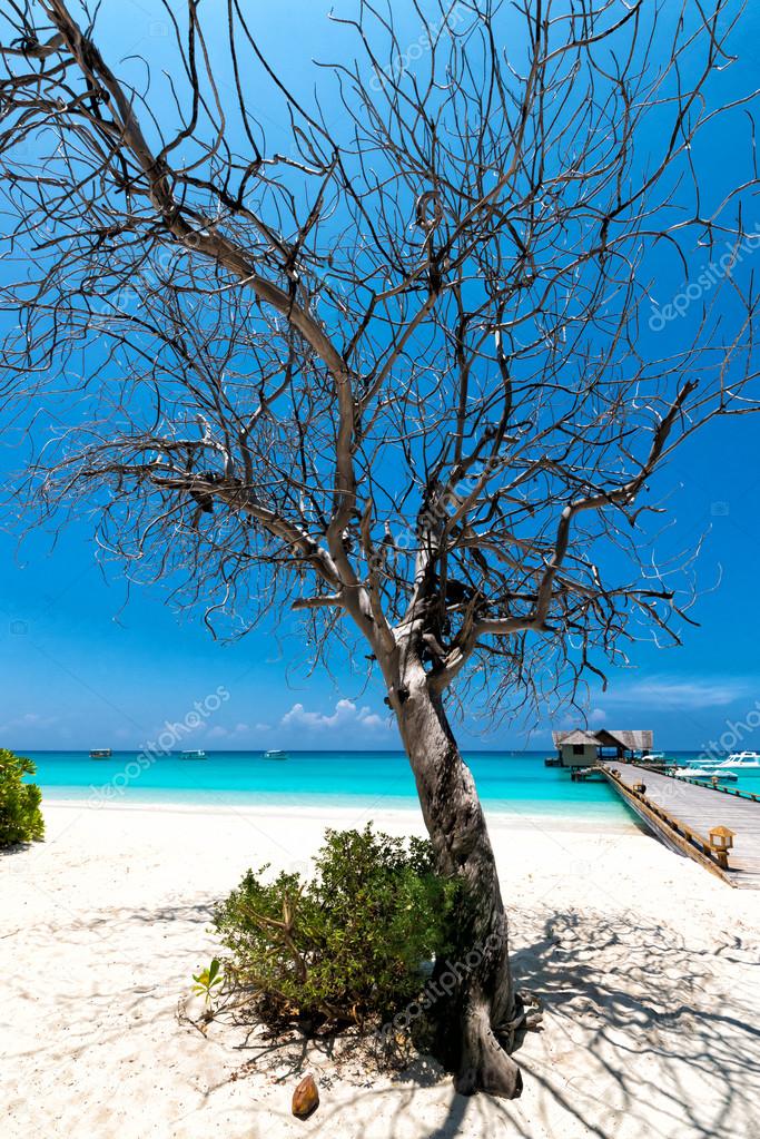 Tree at the beach — Stock Photo © endhals #66895251