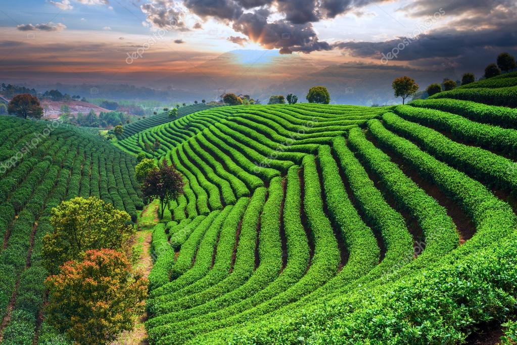 Tea Plantations under sky Stock Photo by ©zhudifeng 72378155