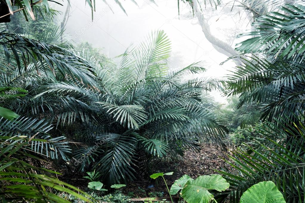 Trees bush in forest — Stock Photo © zhudifeng #72811483