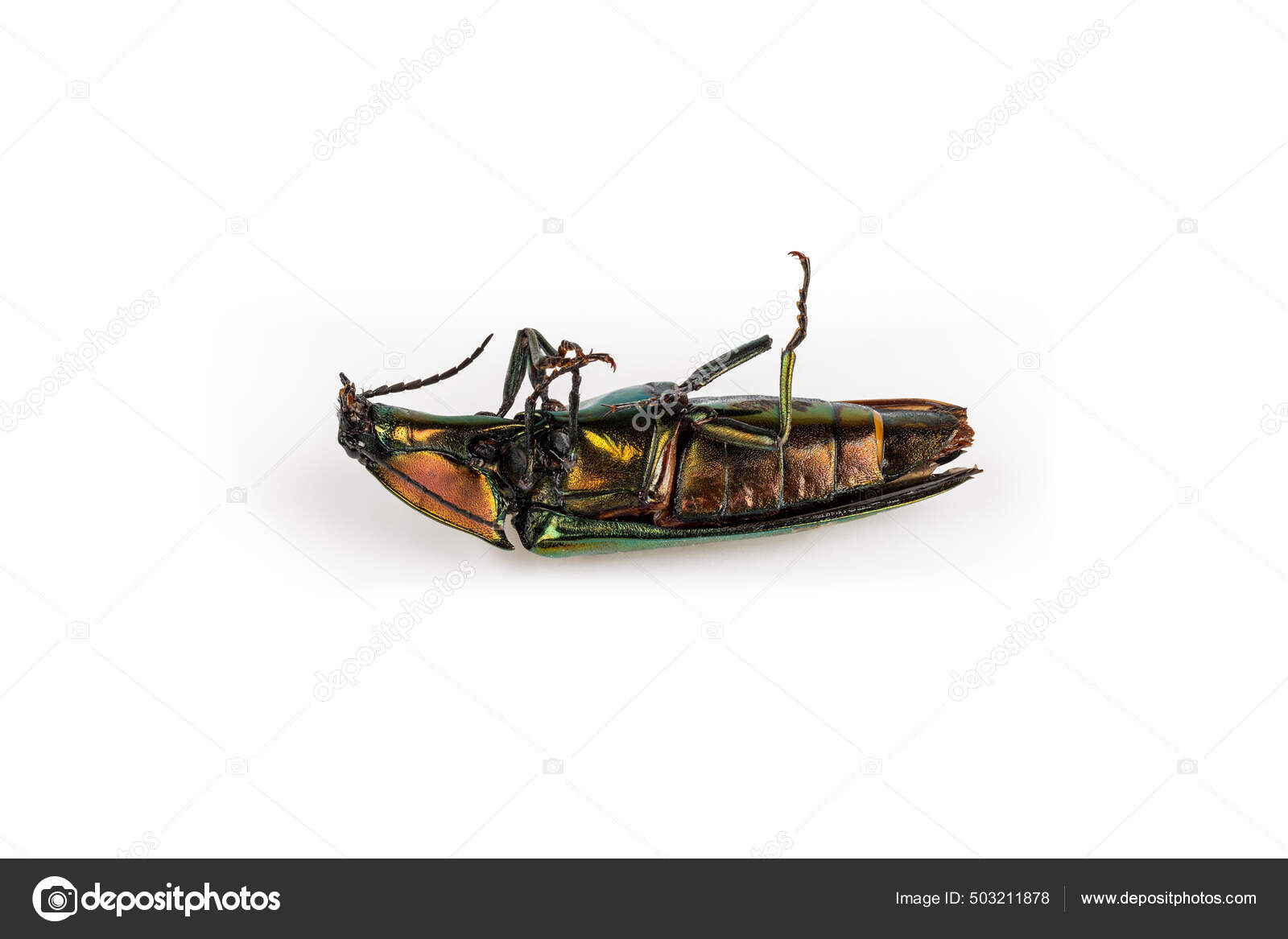 Click Beetle Snapping Beetle Isolated White Background Stock Photo by ...