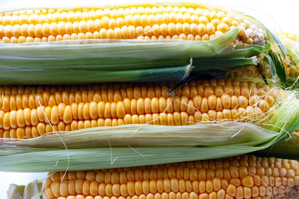 beautiful ripe corn - Stock Image - Everypixel