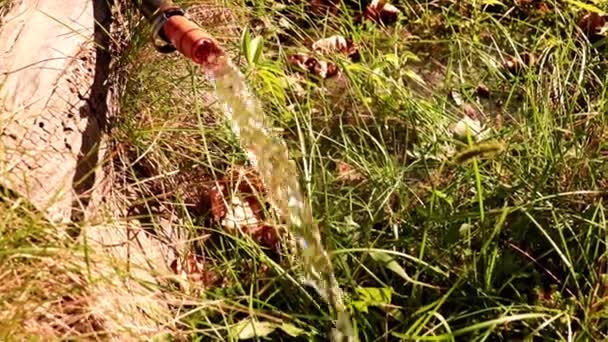 Stream Clean Water Flows Rubber Hose Watering Lawn — Stock Video ...