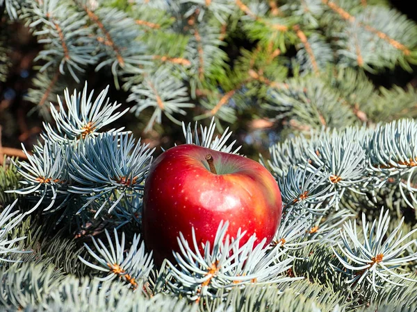 Fir apple tree Stock fotók, Fir apple tree Jogdíjmentes képek ...