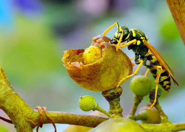 Insectos que comen la fruta fotos de stock, imágenes de Insectos que ...