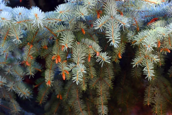 American arborvitae Stock Photos, Royalty Free American arborvitae ...