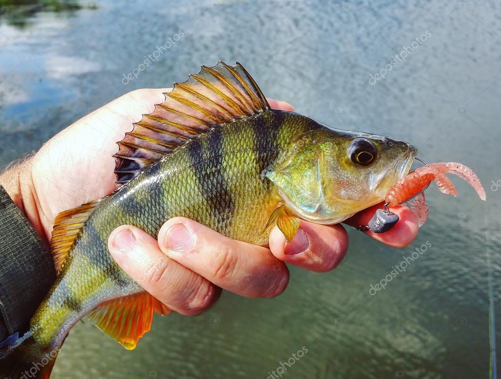 Freshwater Perch Fish