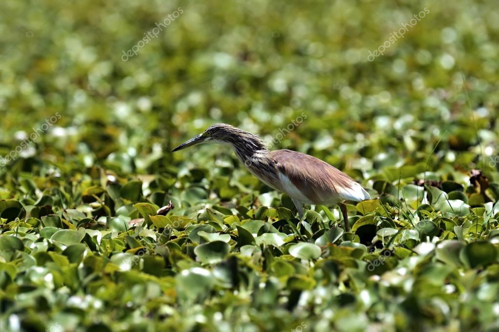 Bittern Lake on the African — Stock Photo © kyslynskyy #103262460