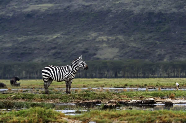 Zebra landscape Stock Photos, Royalty Free Zebra landscape Images ...