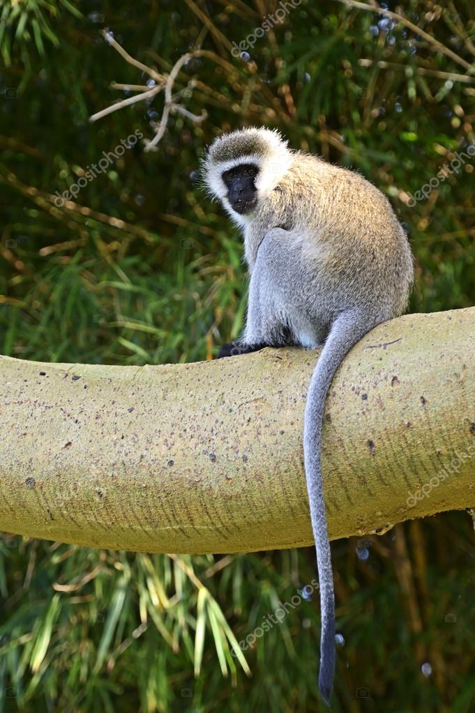 Vervet monkey Stock Photo by ©kyslynskyy 56261241