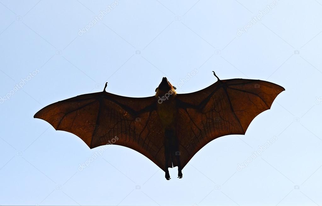 Flying Dogs — Stock Photo © kyslynskyy #60836877