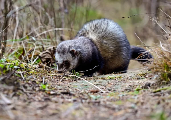 Badger Stock Photo by ©kyslynskyy 29460179