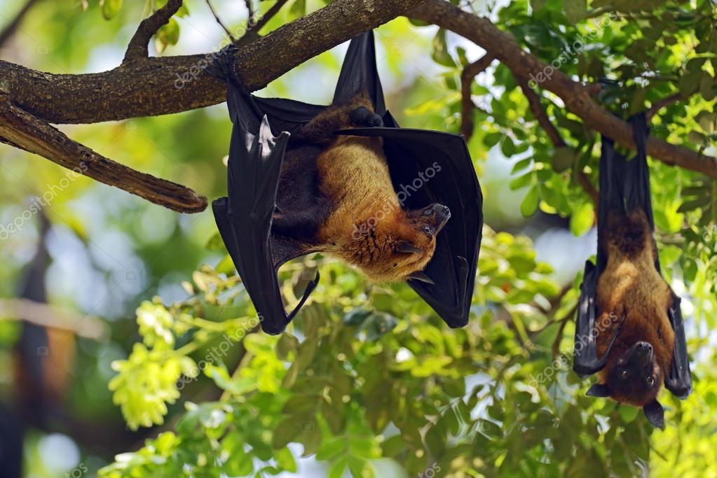 Flying fox — Stock Photo © kyslynskyy #66436095