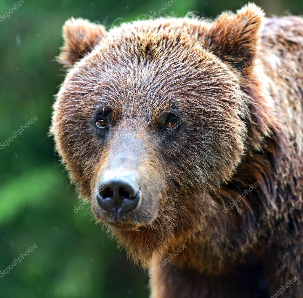 Brown bears — Stock Photo © kyslynskyy #66436959