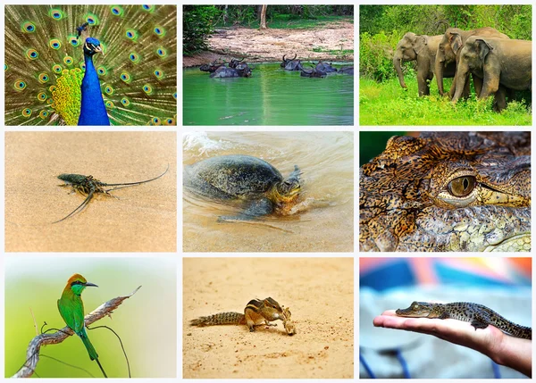 Wild animals savanna collage fotos de stock, imágenes de Wild animals ...