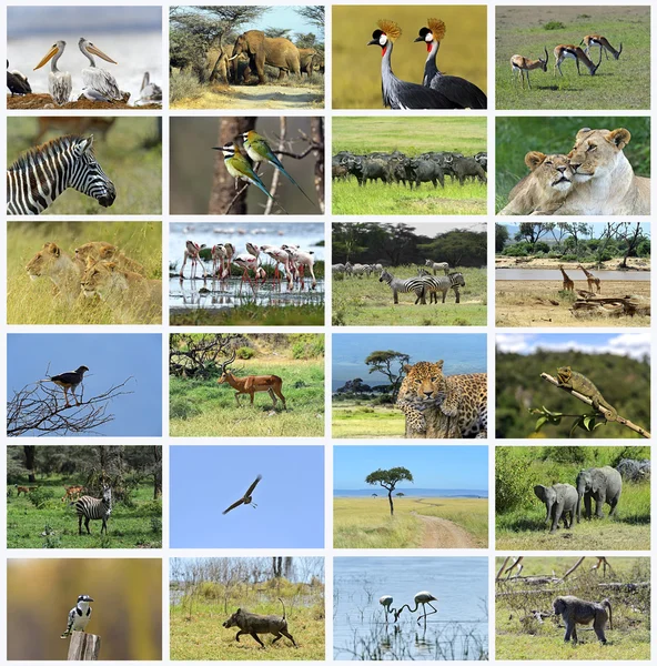 Collage de animales salvajes de la sabana fotos de stock, imágenes de ...