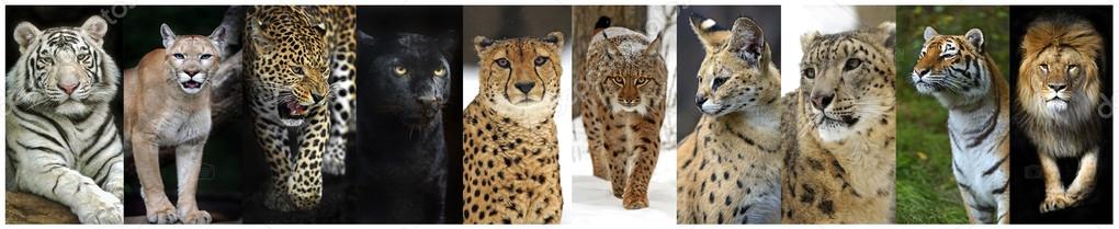 Wildlife animal collage Stock Photos, Royalty Free Wildlife animal ...