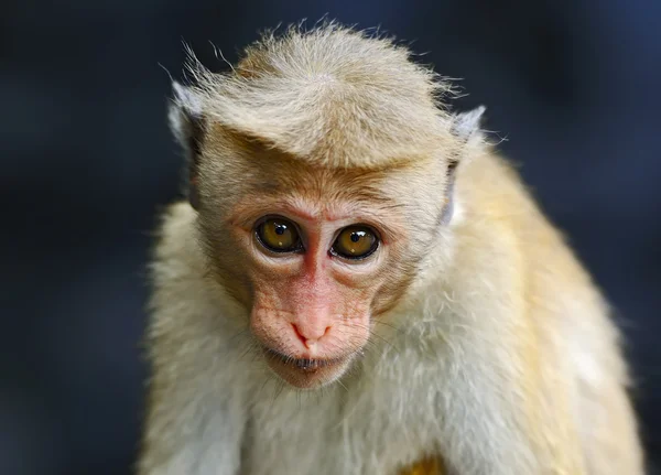 Funny monkey with a red lips — Stock Photo © watman #70253417