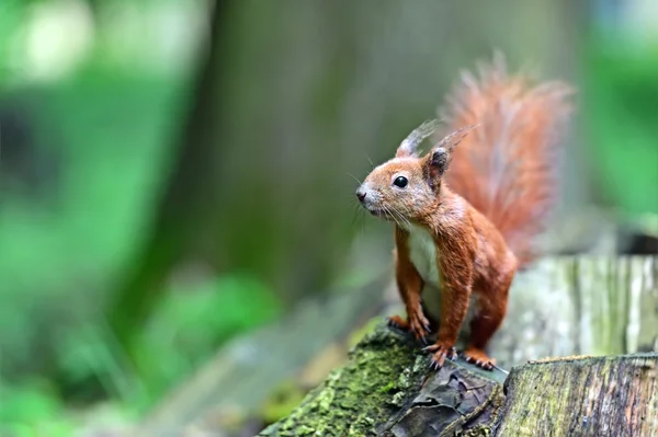 Squirrel — Stock Photo © kyslynskyy #74038673