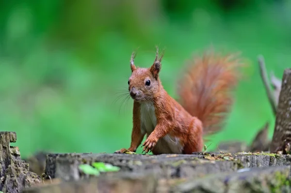Squirrel — Stock Photo © kyslynskyy #75139019