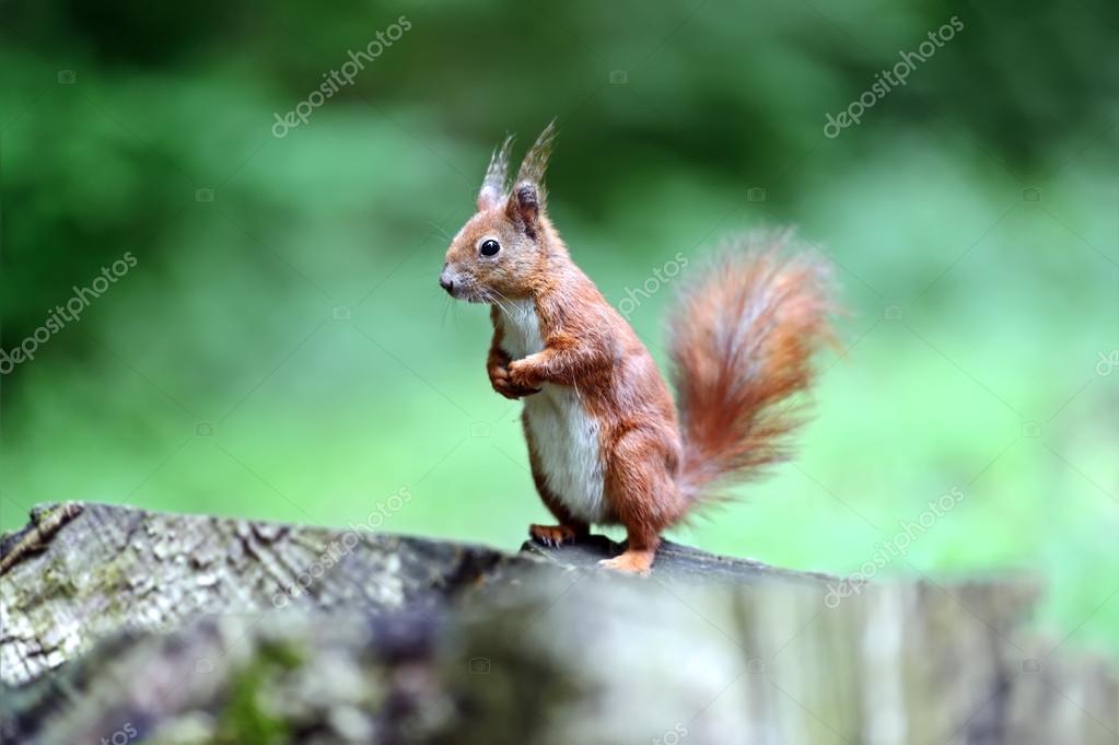 Squirrel — Stock Photo © kyslynskyy #74038673