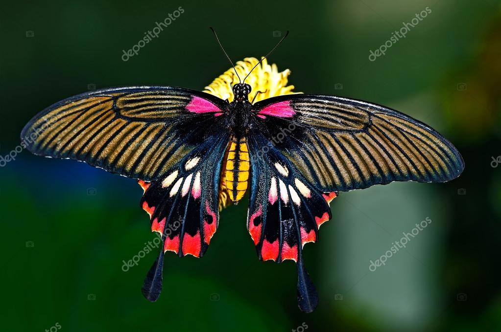 Monde de papillon — Photographie kyslynskyy © #75139111