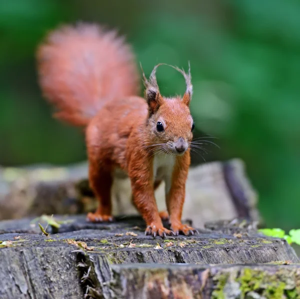 Squirrel — Stock Photo © kyslynskyy #75139019