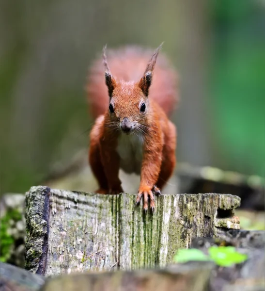 Squirrel — Stock Photo © kyslynskyy #74038673