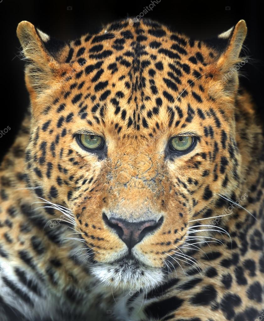 Leopard Stock Photo by ©kyslynskyy 77216767