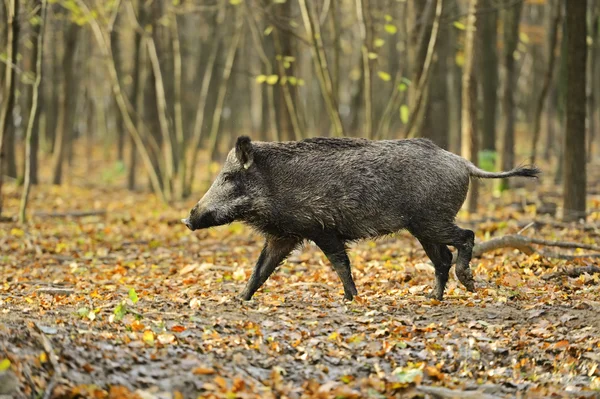 Cochon sauvage Stock Photos, Royalty Free Cochon sauvage Images ...