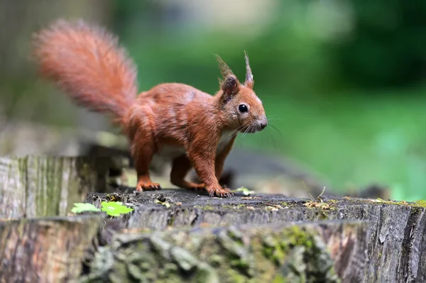 Squirrel spring Stock Photos, Royalty Free Squirrel spring Images ...