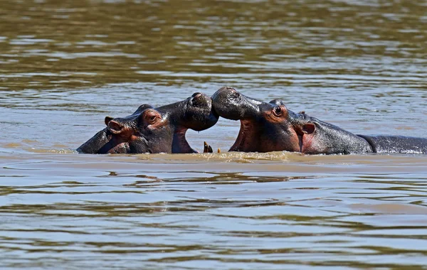 Hipopotamos Stock Photos, Royalty Free Hipopotamos Images | Depositphotos