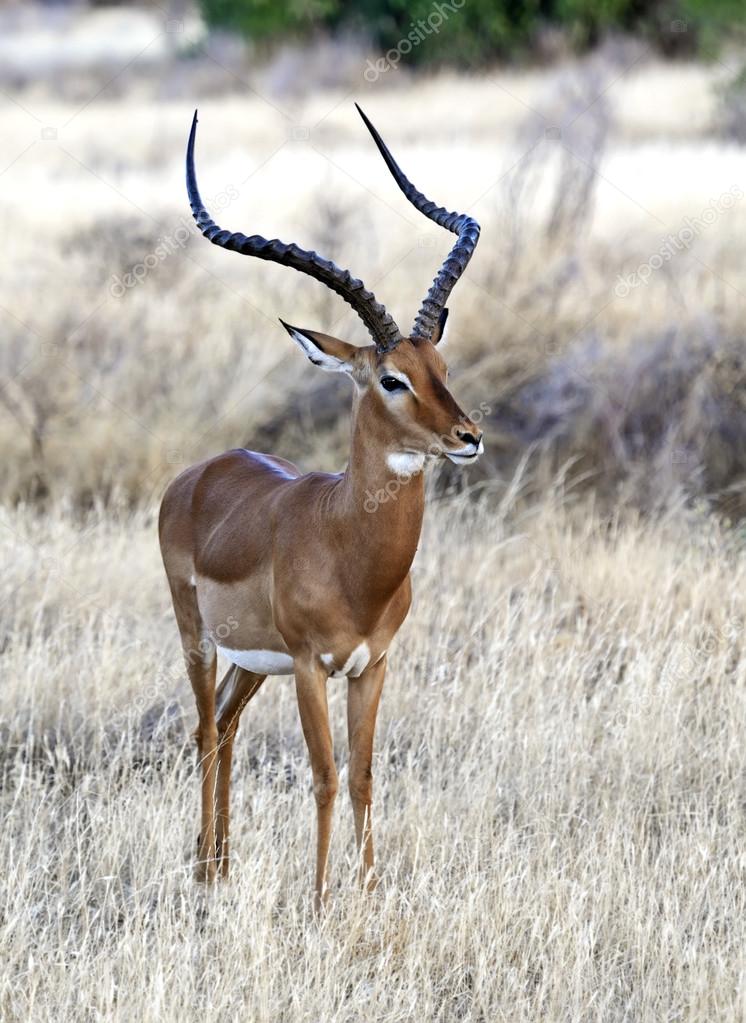 Impala gazelle in Africa Stock Photo by ©kyslynskyy 98497044